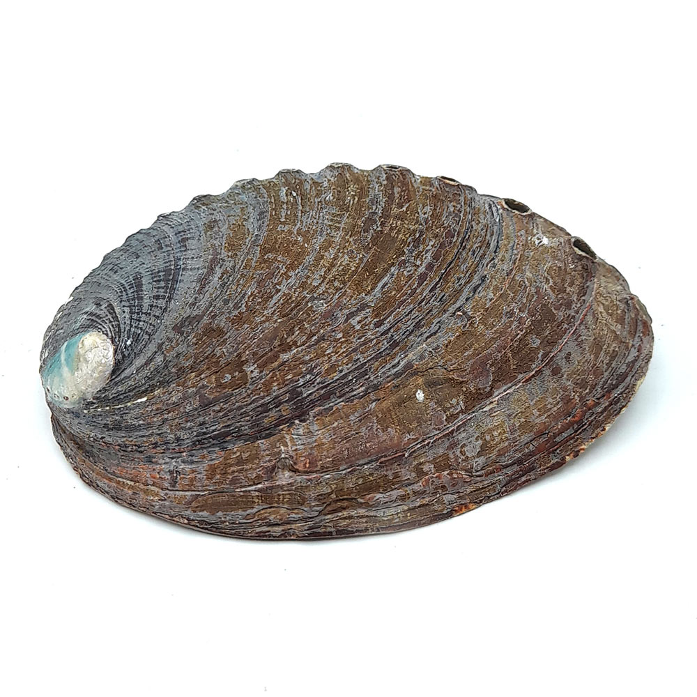 صدف آبالون بزرگ | ناماسته